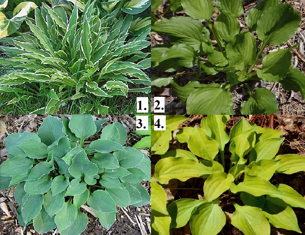 Mieszanka roślin fioletowy, różnobarwny, różowy sadzonka w pojemniku 0 ...