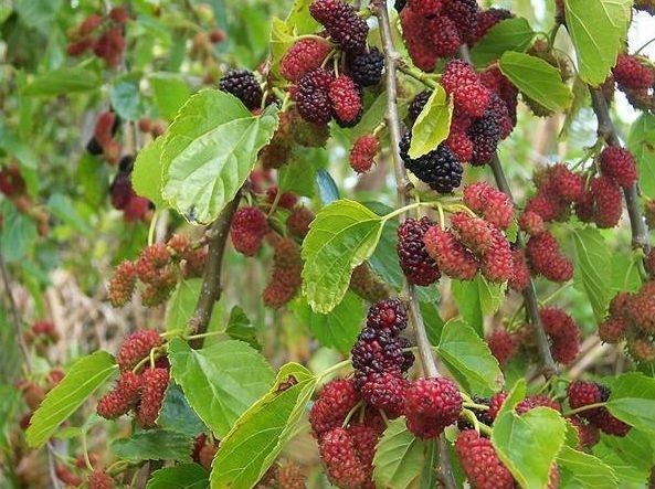 Morus Nigra - Nízká cena na Allegro