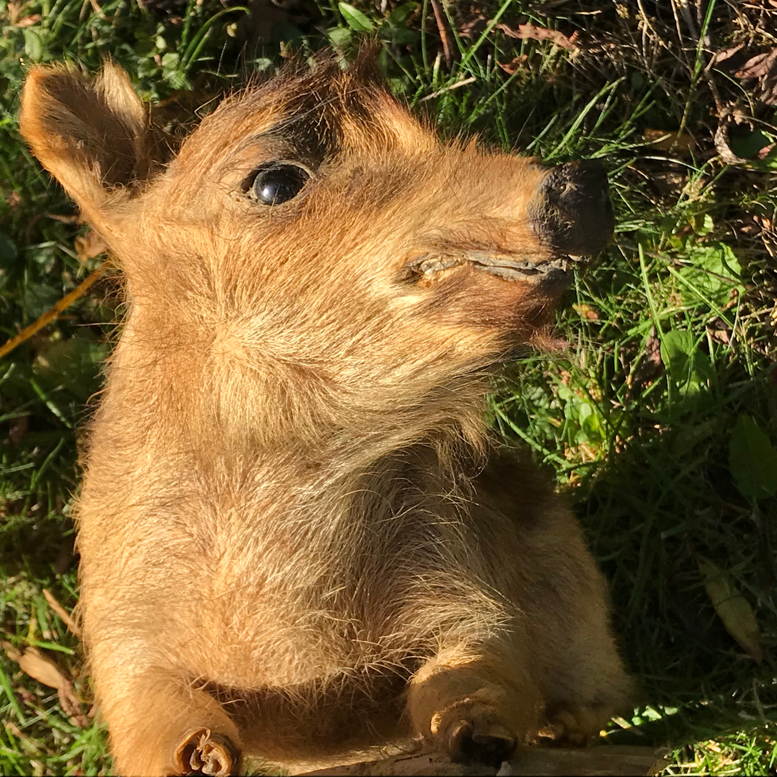 Warchlak młody dzik trofeum myśliwskie - 7655048290 - oficjalne ...