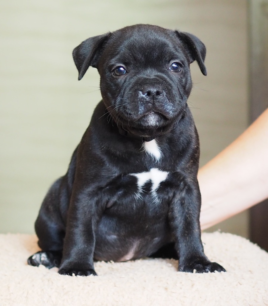 staffordshire bull terrier, staffik - szczenięta - 7417072243 ...