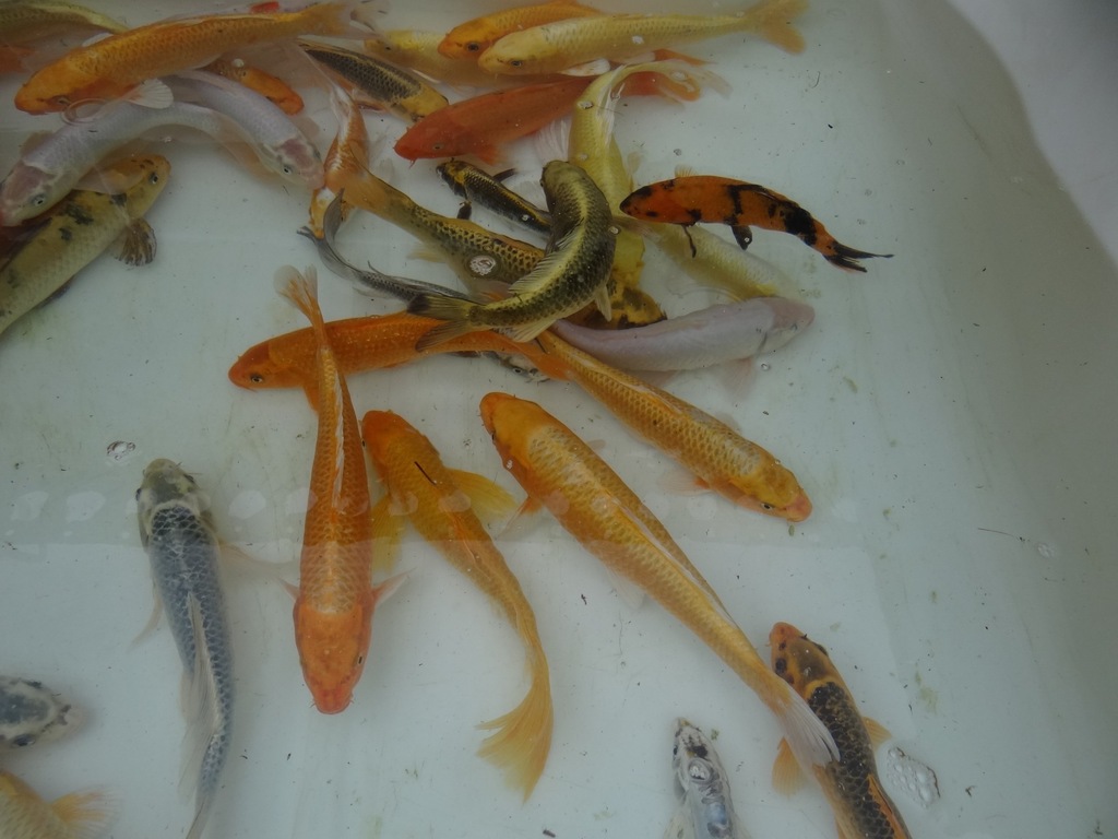 NARYBEK KARP LIN AMUR JESIOTR KOI ZŁOTA ORFA - 7130584554 - oficjalne ...