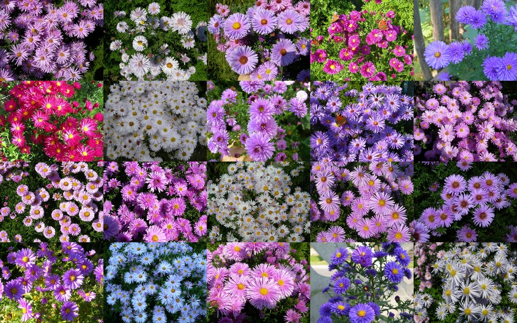 Astry jesienne-Marcinki - zestaw 10 odmian - 7668733312 - oficjalne ...