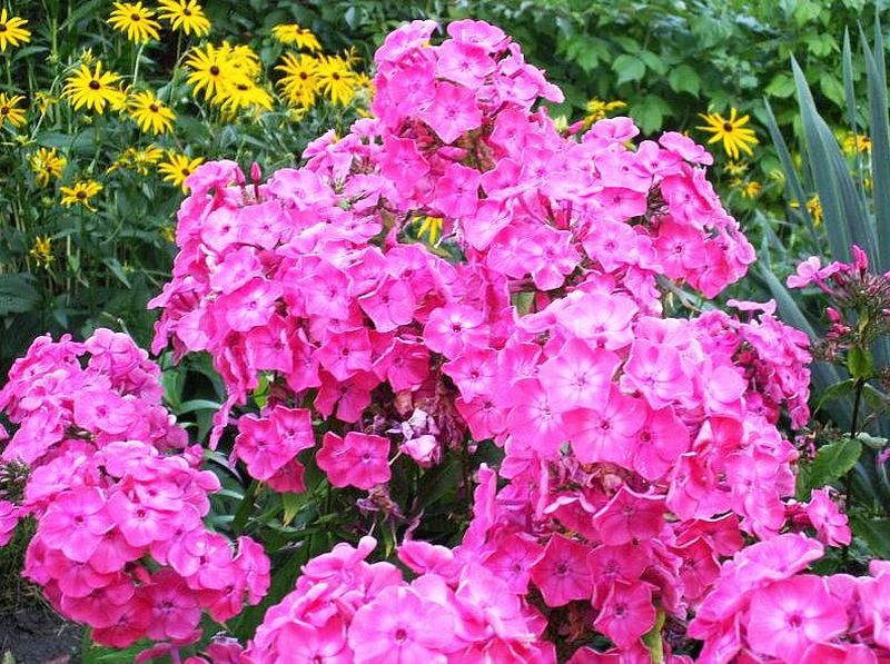 PHLOX FLOKS FLOX różowy - sadzonki 5055 - 7395724569 - oficjalne ...