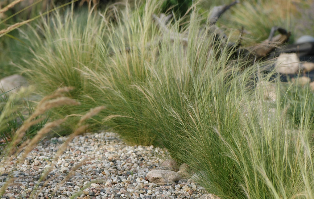 Puszysta trawa STIPA Ostnica cieniutka SADZONKA - 7347028779 ...