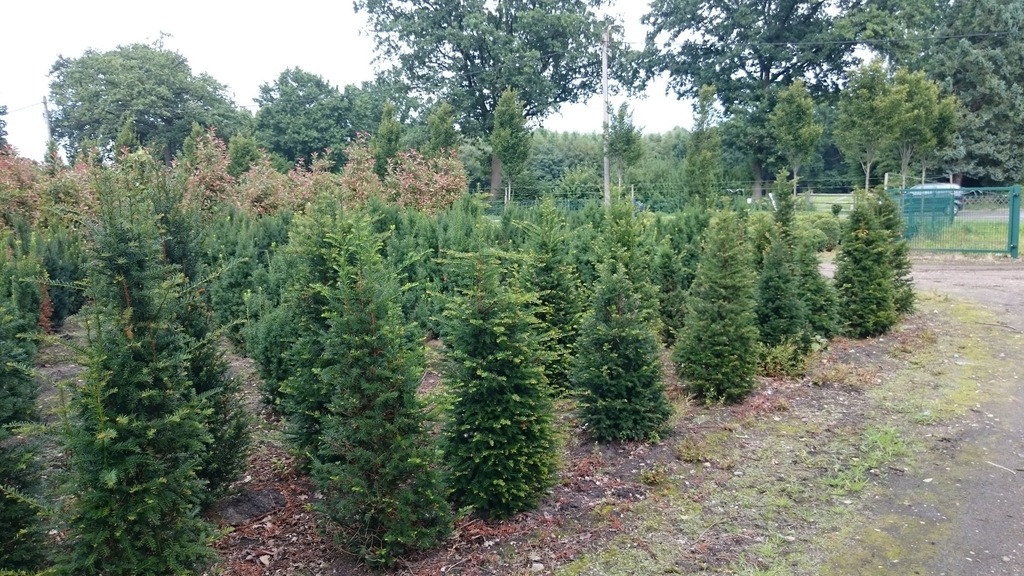 Cis pospolity Taxus baccata żywopłot 40cm drzewo - 6940678037 ...